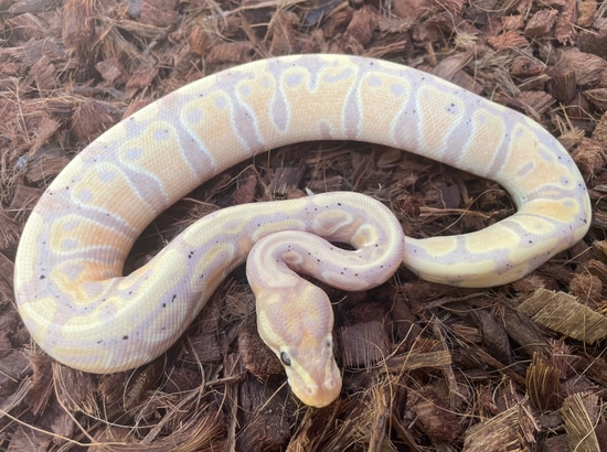 Banana Het Clown Poss Het Pied Ball Python by Wrapped Up Reptiles