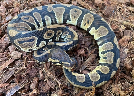Chocolate Het Ultramel Het Clown Ball Python by Wrapped Up Reptiles