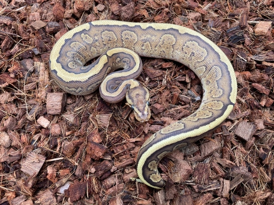 Red Stripe Cypress Honey Ball Python by Wrapped Up Reptiles