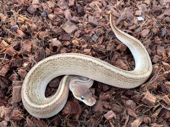 Cinnamon Pinstripe Bongo Het Vpi Axanthic Ball Python by Wrapped Up ...