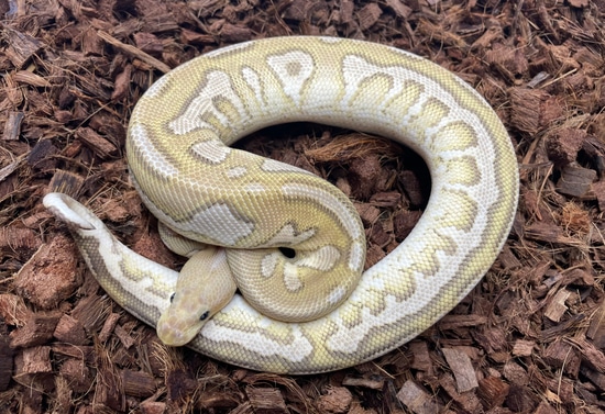 Cypress Yellow Belly Fire Mojave Clown Ball Python by Wrapped Up Reptiles