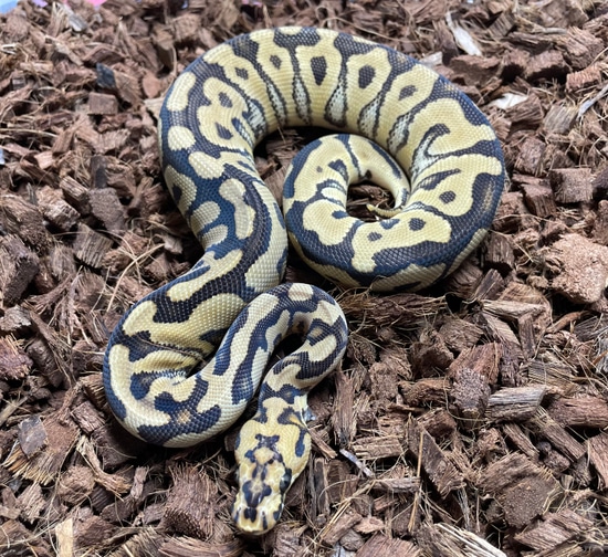 Spotnose Yellowbelly Clown Ball Python by Wrapped Up Reptiles
