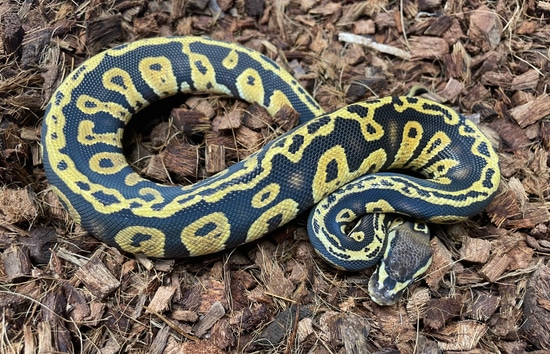 Cypress Confusion Pastel Ball Python by Wrapped Up Reptiles