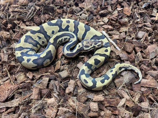 Confusion Fire Het Hypo Ball Python by Wrapped Up Reptiles