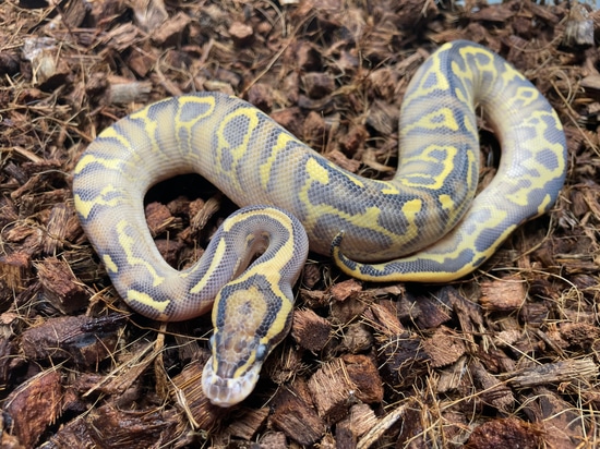 Leopard Highway Ball Python by Wrapped Up Reptiles