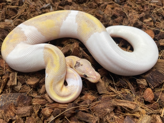 Banana Pied Paradox Ball Python by Wrapped Up Reptiles