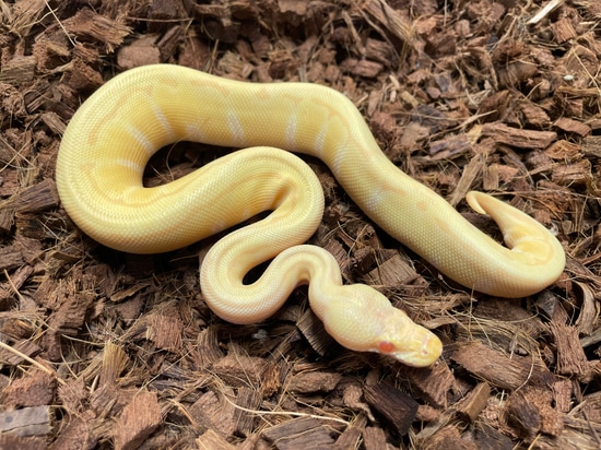 Albino Enchi Pinstripe Ball Python by Wrapped Up Reptiles