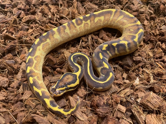 Super Asphalt Ball Python by Wrapped Up Reptiles