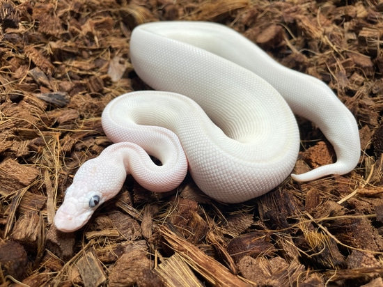 Bel Mojave Lesser Ball Python by Wrapped Up Reptiles
