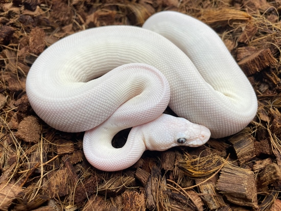 Bel Mojave Lesser Ball Python by Wrapped Up Reptiles