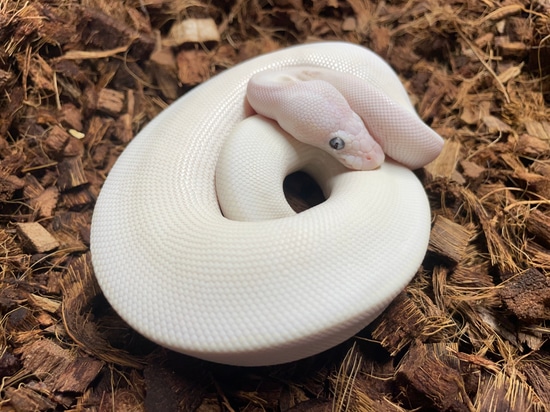 BEL Mojave Lesser Ball Python by Wrapped Up Reptiles
