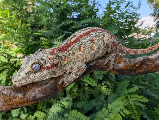 Dark Orange Stripe Proven Female Gargoyle Gecko by Wrathgate Reptiles