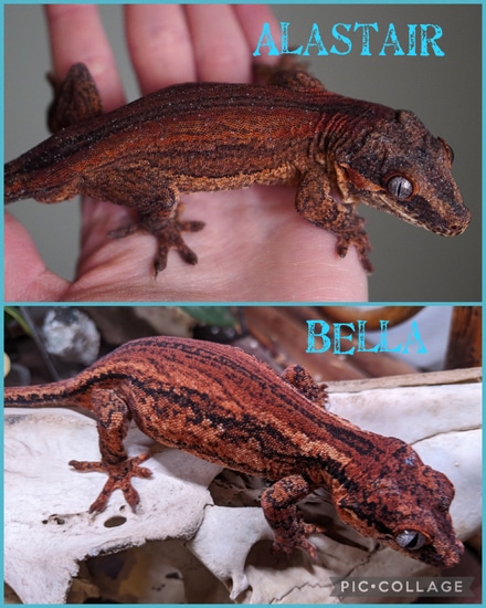 Red Breeding Pair Gargoyle Gecko by Wrathgate Reptiles