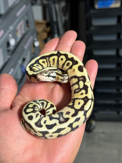 Firefly Enchi Spotnose Possible YB 100% Het Clown Ball Python by Wreck ...