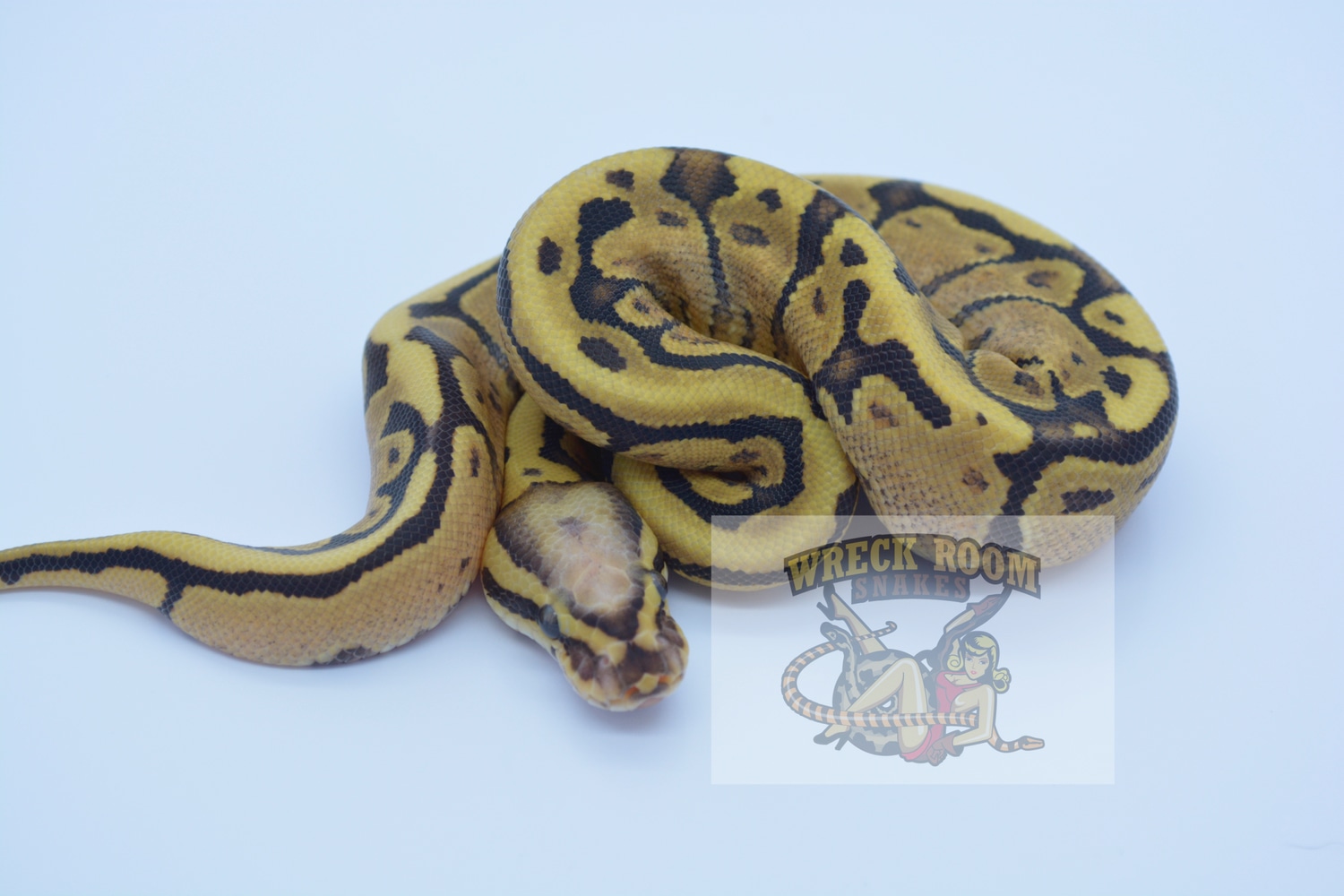 Super Vanilla 5 Ball Python by Wreck room snakes - MorphMarket