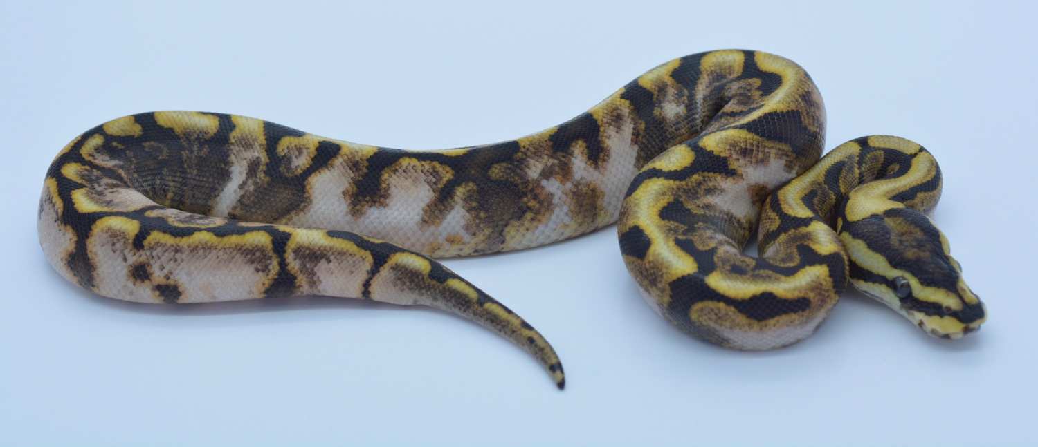 Ghi Calico Spider Ball Python by Wreck room snakes - MorphMarket