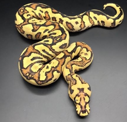 Fire Spot Nose Clown Ball Python by Wreck room snakes