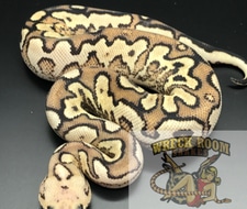 Firemon Spotnose Clown Ball Python by Wreck room snakes - MorphMarket