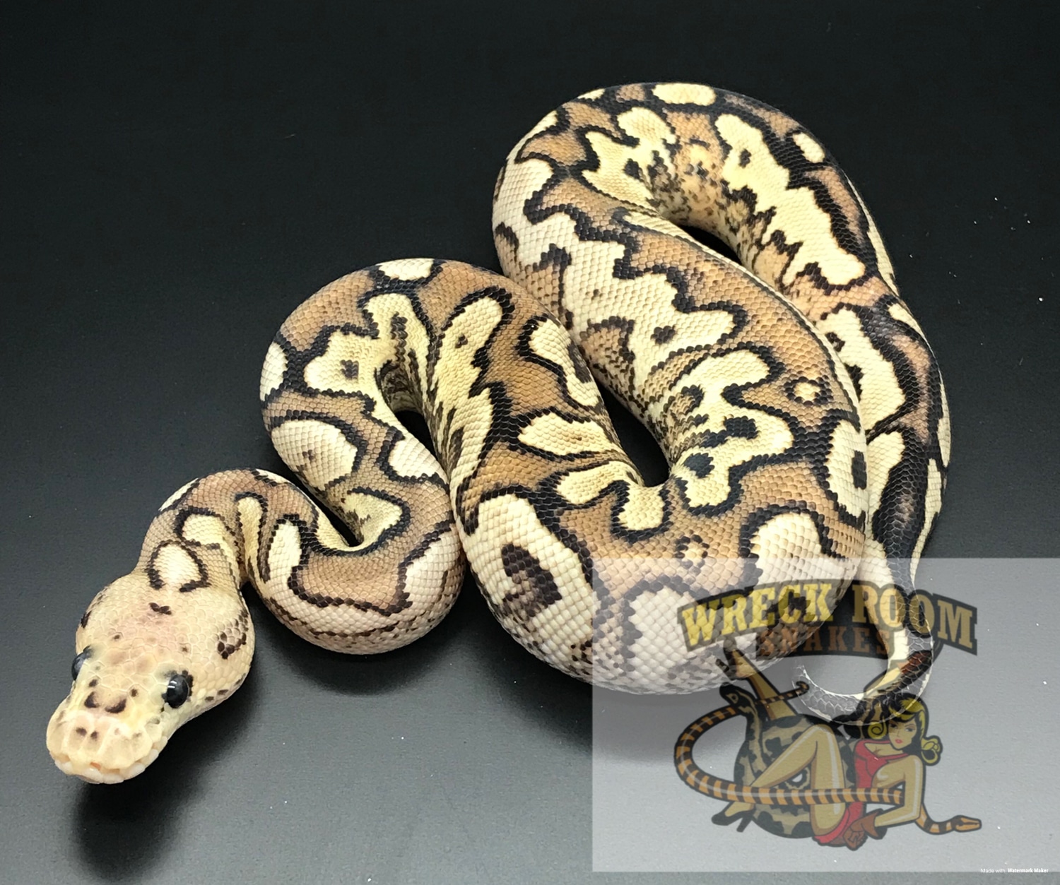 Firemon Spotnose Clown Ball Python by Wreck room snakes - MorphMarket