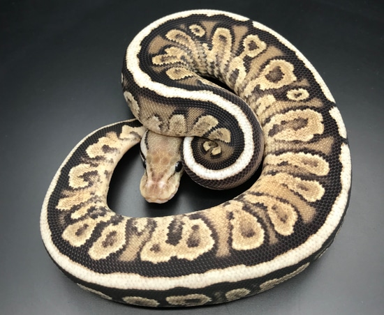 Firemon Spotnose Het Clown Ball Python by Wreck room snakes