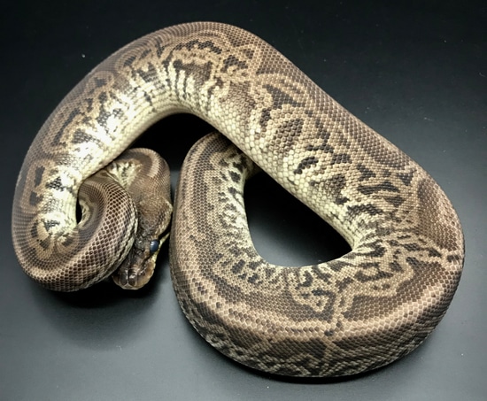 Pewter Leopard Ball Python by Wreck room snakes
