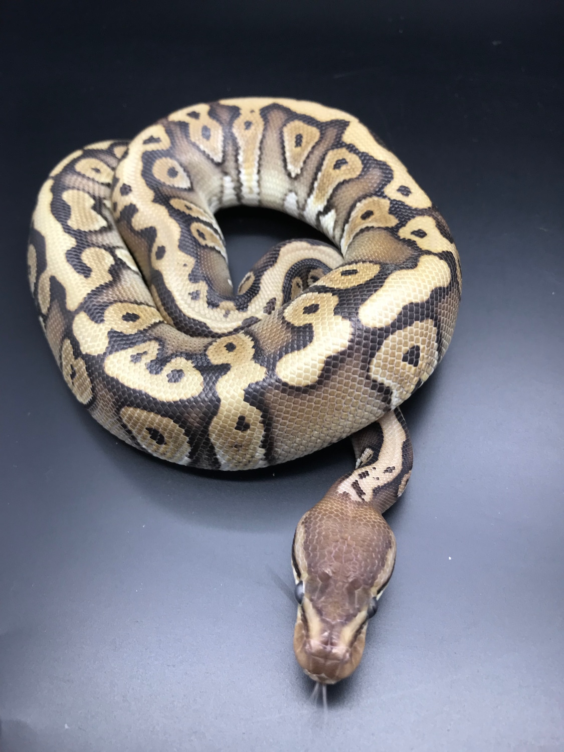 Mystic Hidden Gene Woma Ball Python by Wreck room snakes - MorphMarket