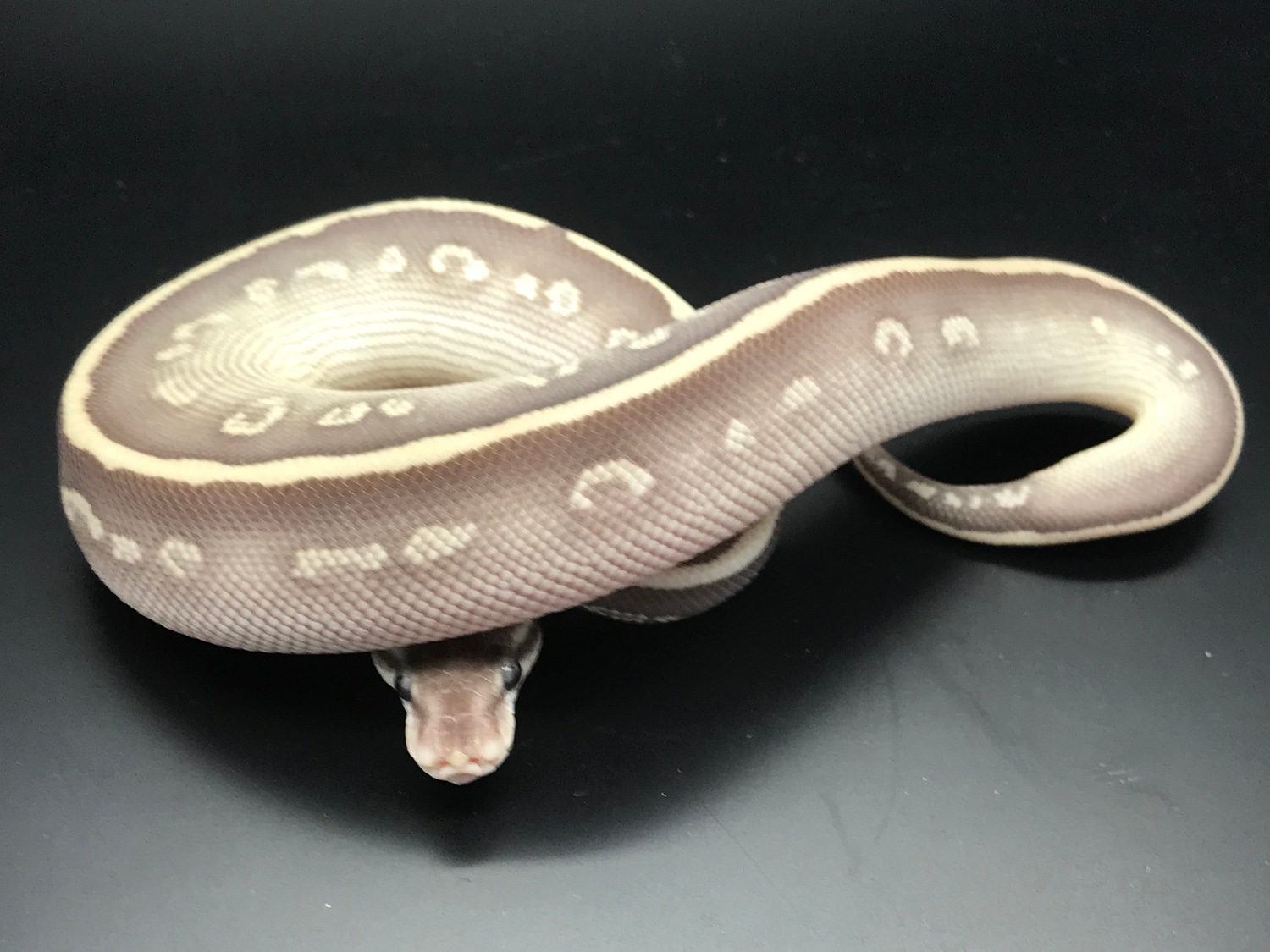 Mystic Potion Ball Python by Wreck room snakes - MorphMarket