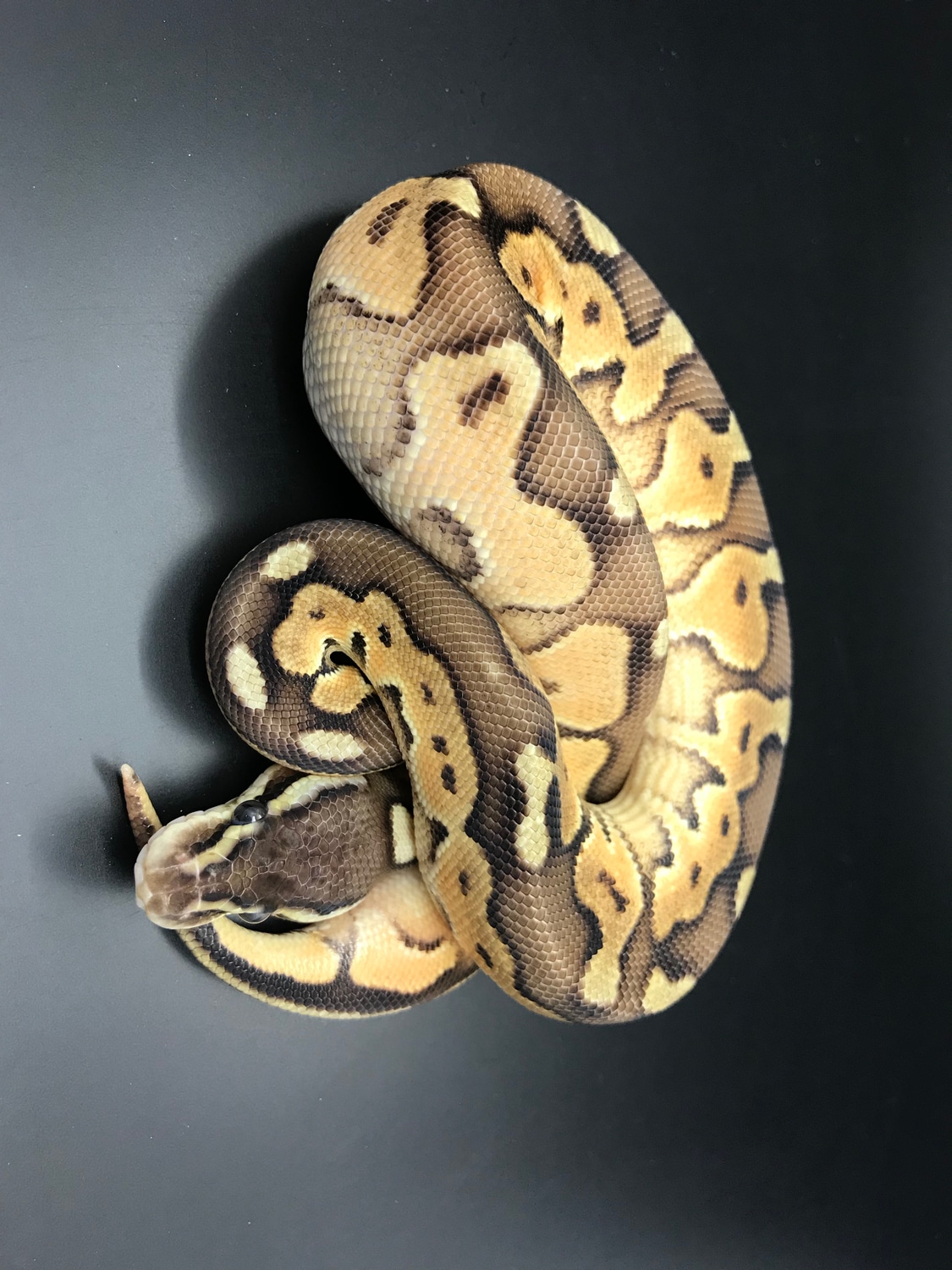 Cinnamon Enchi Ball Python by Wreck room snakes - MorphMarket