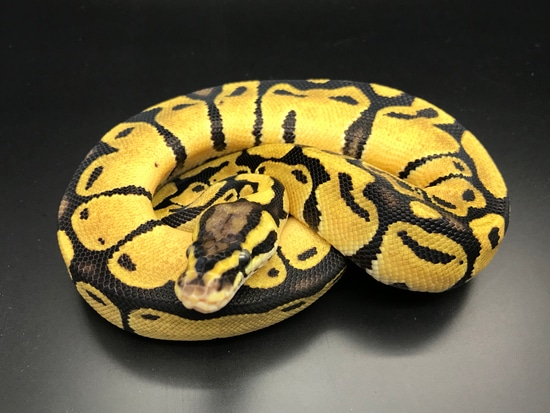 Pastel Vanilla Or Fire Het VPI Axanthic Ball Python by Wreck room snakes