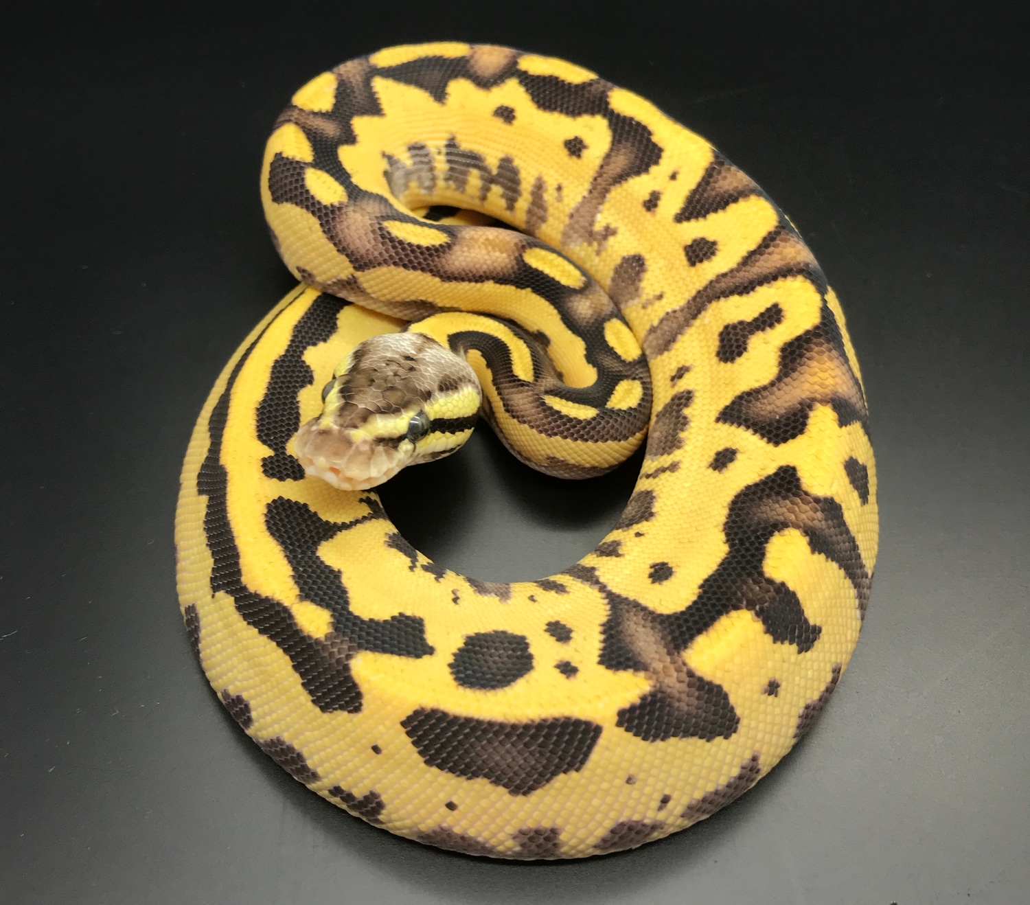 Firefly Leopard Orange Dream Yellowbelly Ball Python by Wreck room ...