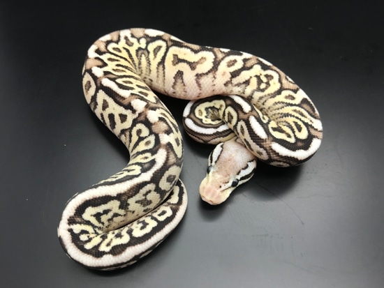 Fire Pewter Spotnose Ball Python by Wreck room snakes
