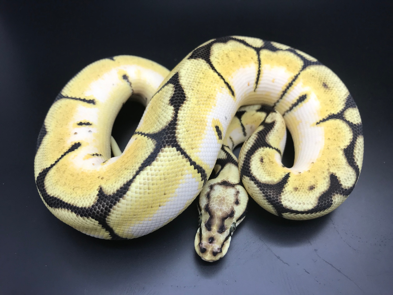 Bumble Bee Orange Dream Ball Python by Wreck room snakes - MorphMarket
