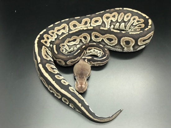 Mahogany Red Axanthic Ball Python by Wreck room snakes