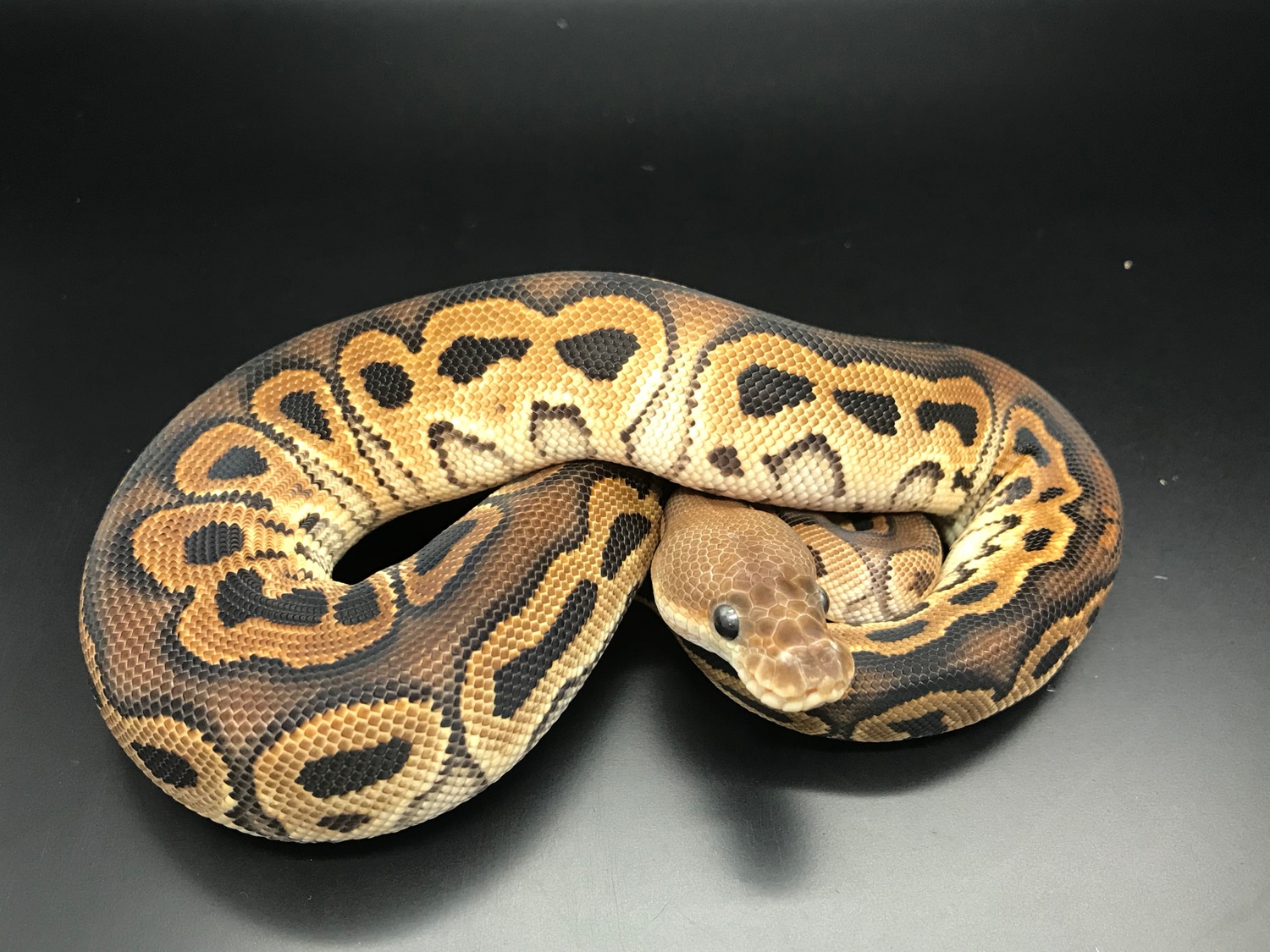 Cinnamon Clown Ball Python by Wreck room snakes - MorphMarket