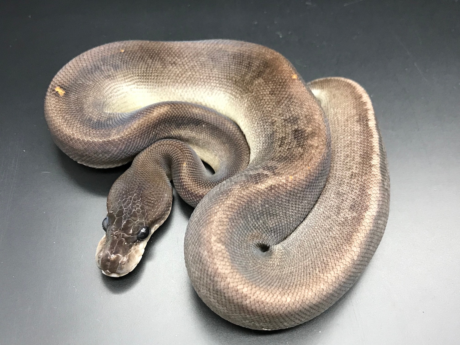 Mahogany Gargoyle Pastel Ball Python by Wreck room snakes - MorphMarket