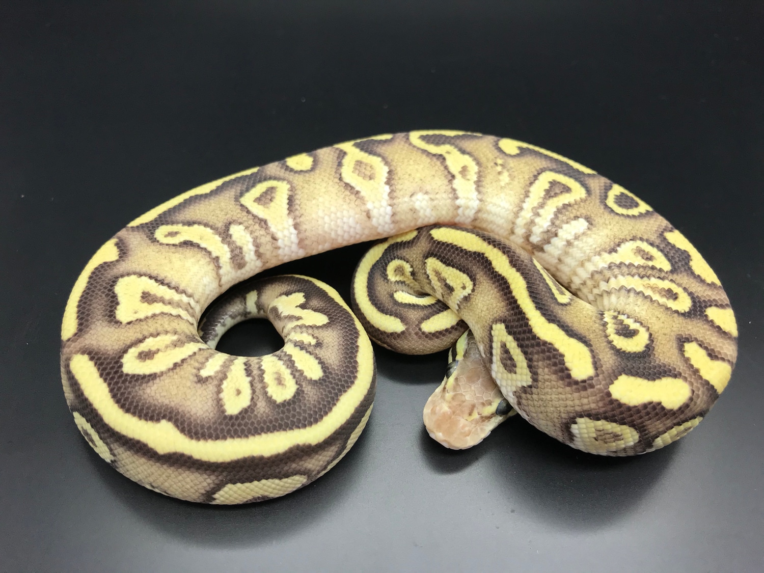 Firefly Mojave Ball Python by Wreck room snakes - MorphMarket