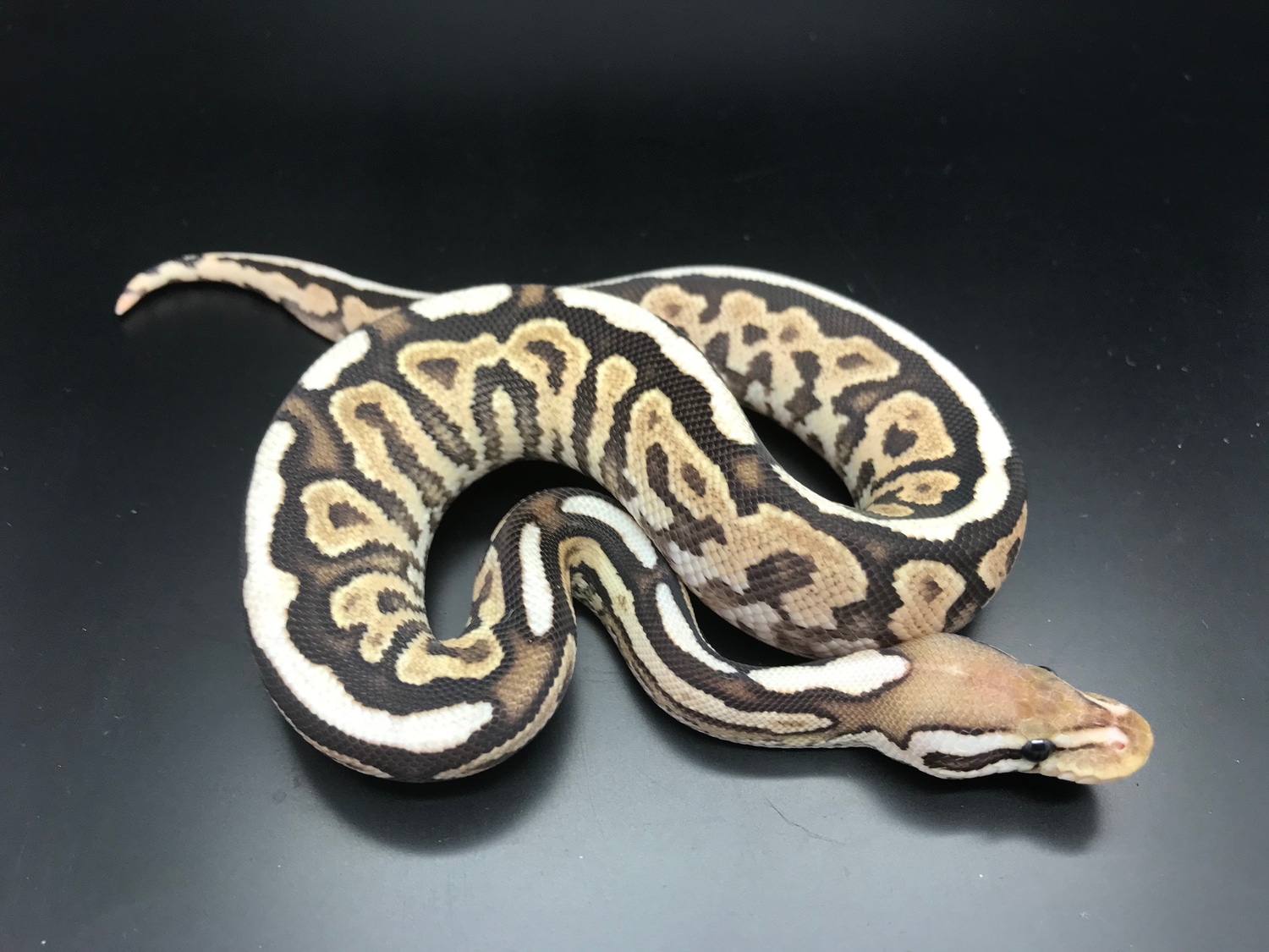 Firemon Spotnose Ball Python by Wreck room snakes - MorphMarket