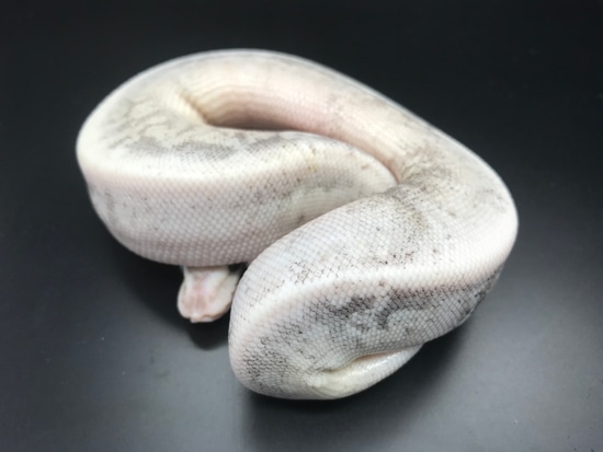 Sterling Leopard Fire Ball Python by Wreck room snakes