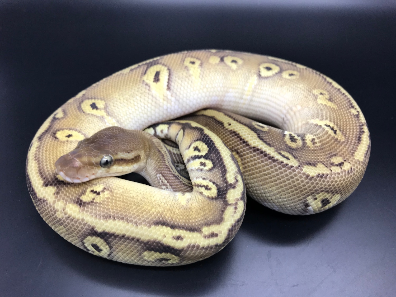 Pastel Mojave Hidden Gene Woma Ball Python by Wreck room snakes ...