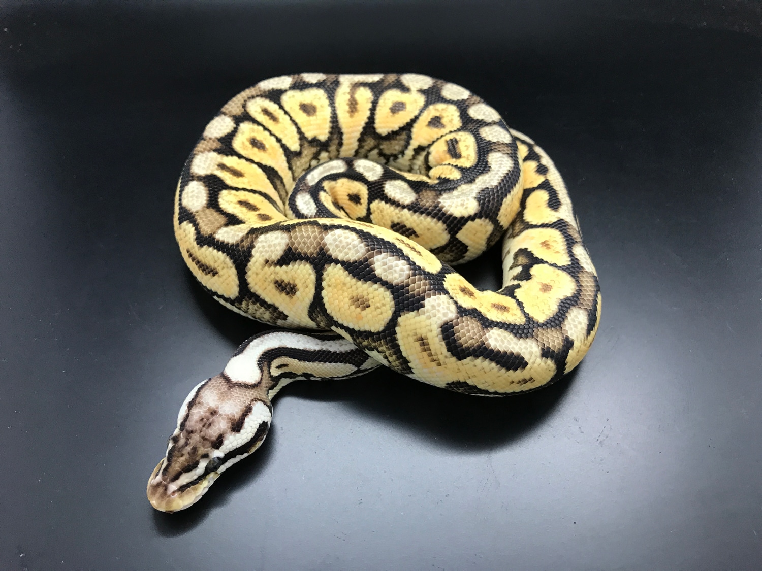 Pewter Enchi Spotnose Ball Python by Wreck room snakes - MorphMarket