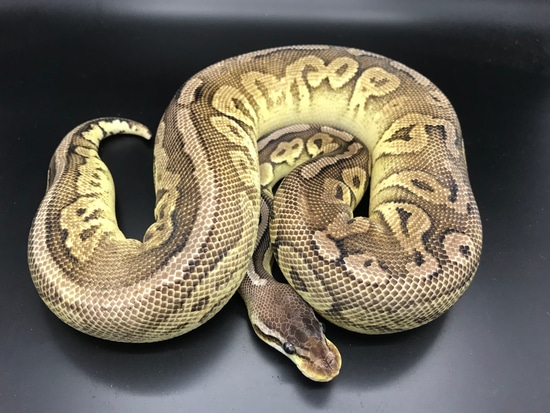 Pewter Het Desert Ghost Ball Python by Wreck room snakes