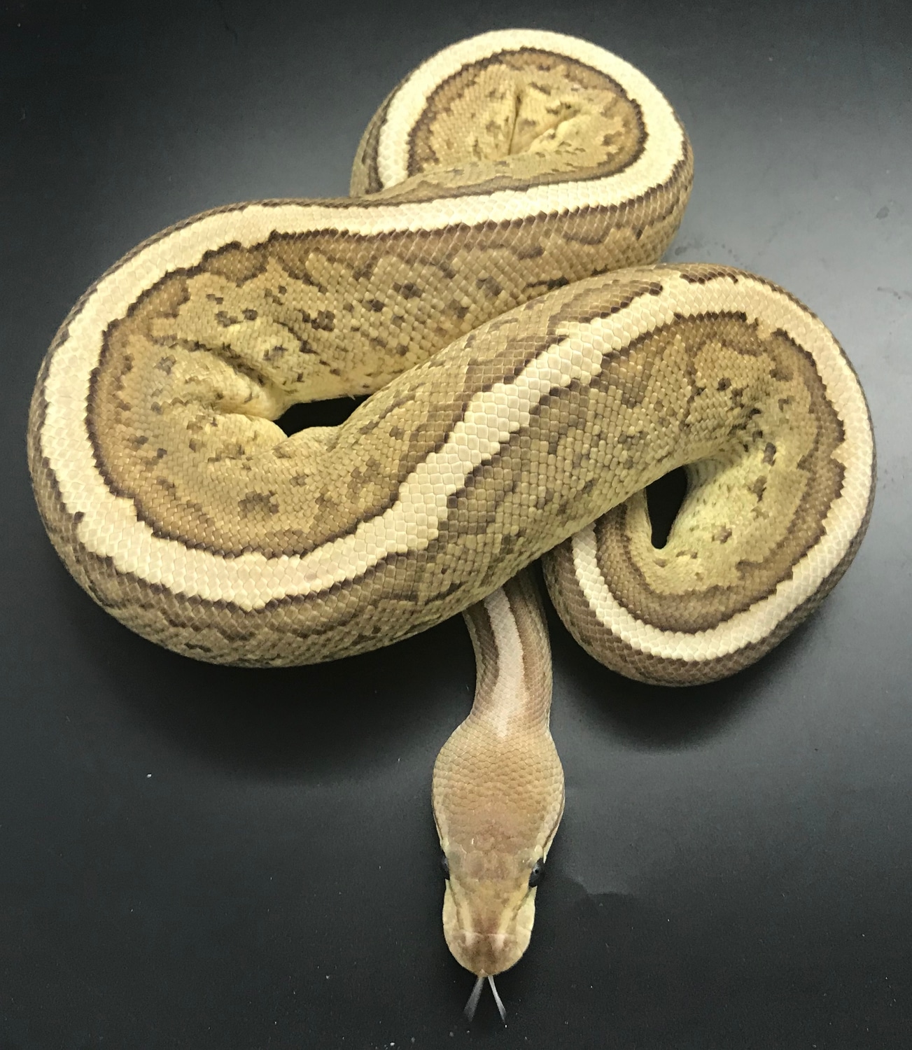 Lemonblast Green Pastel Ball Python by Wreck room snakes - MorphMarket