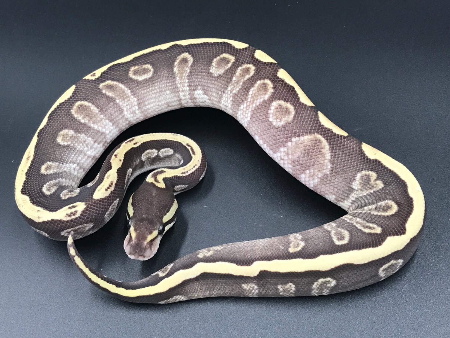 Ghi Mojave Fire Ball Python by Wreck room snakes - MorphMarket