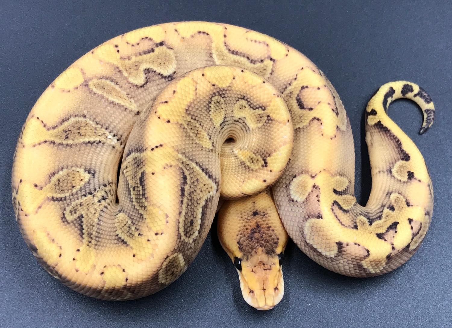 Enchi Champagne Ball Python by Wreck room snakes - MorphMarket