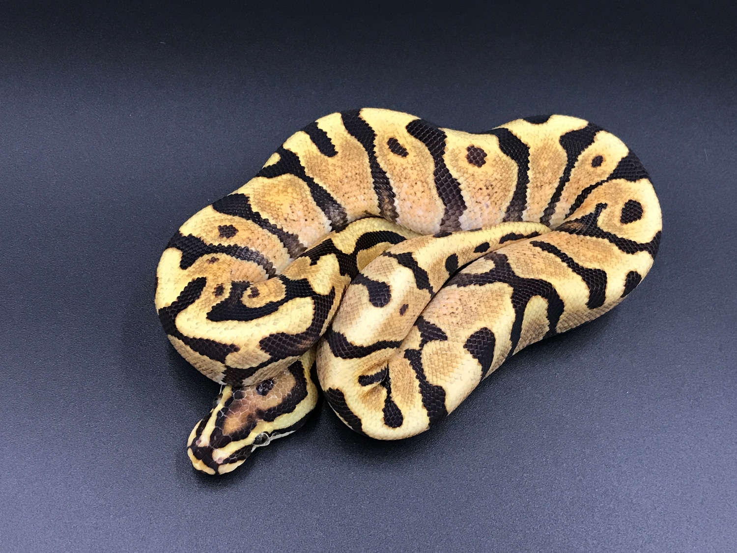 Spotnose Enchi Ball Python by Wreck room snakes - MorphMarket