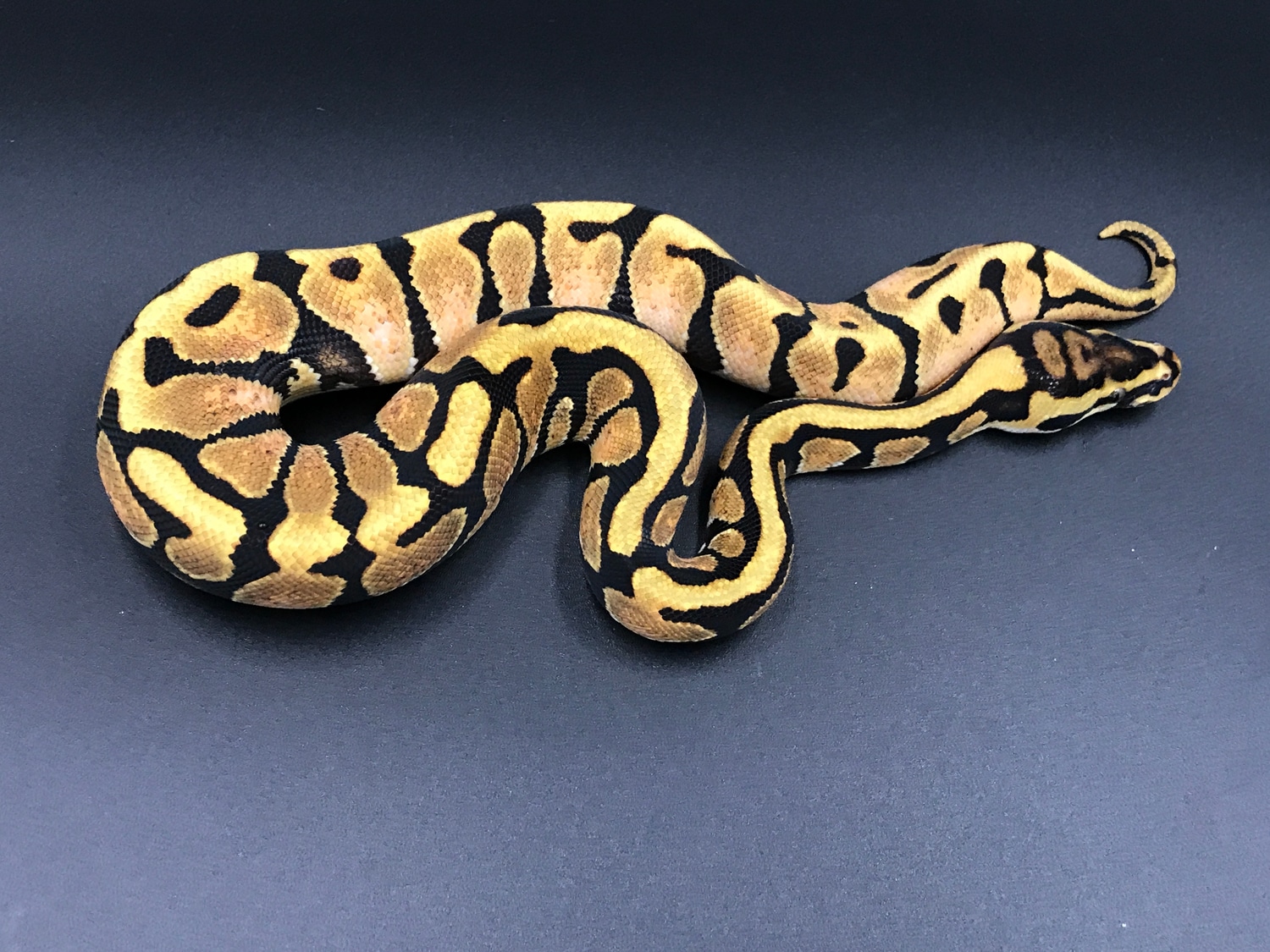Spotnose Calico Ball Python by Wreck room snakes - MorphMarket
