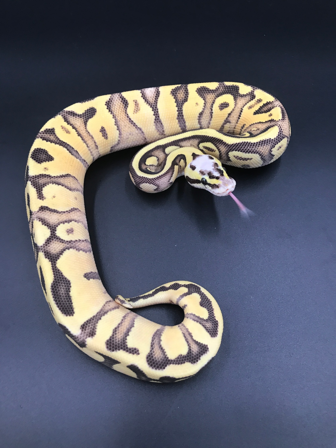 Firefly Enchi Het Clown Ball Python by Wreck room snakes - MorphMarket