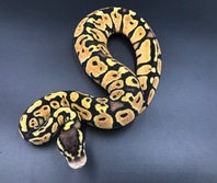 Pastel Het Paint Ball Python by Wreck room snakes - MorphMarket
