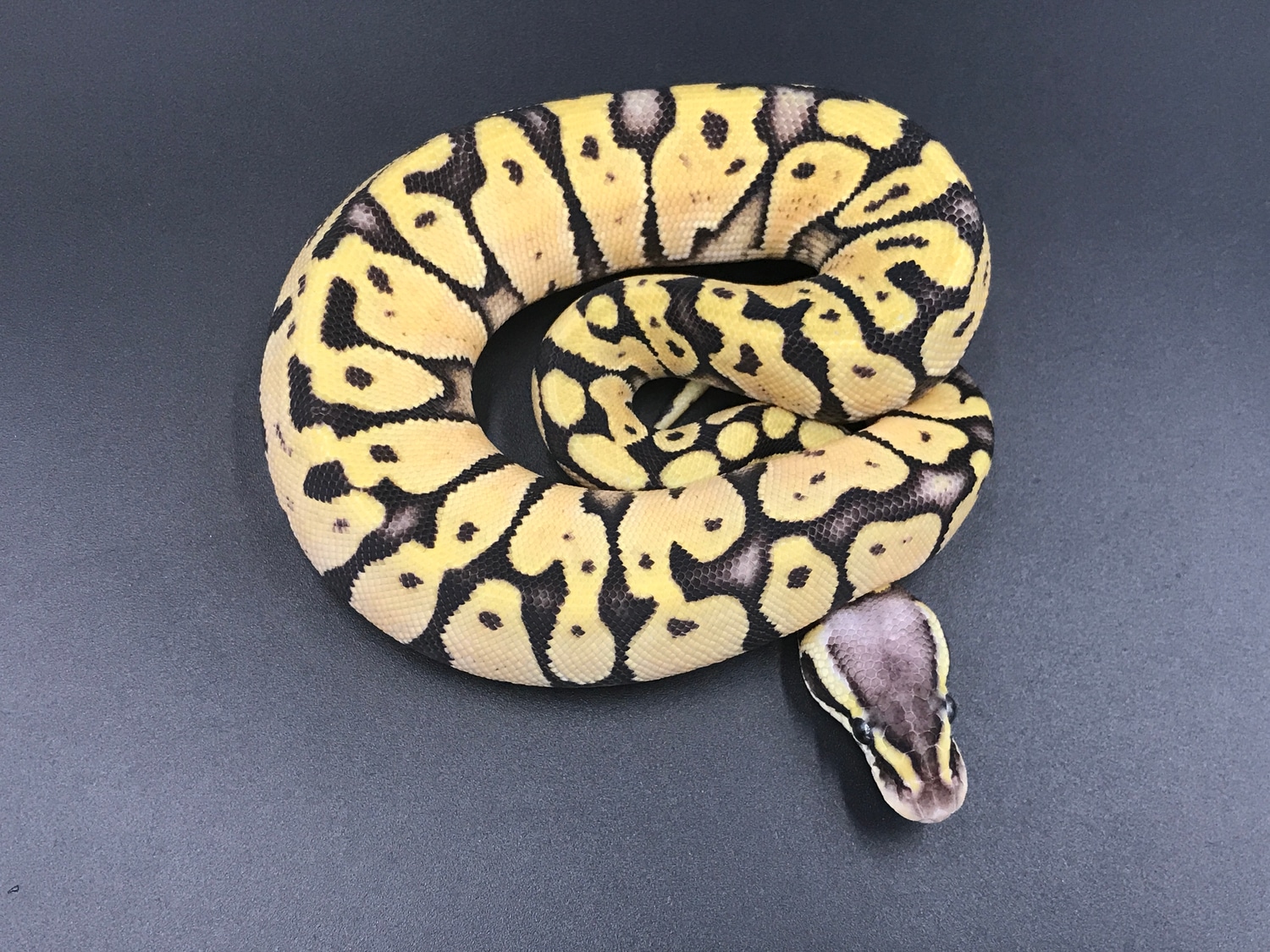 Super Pastel Het Axanthic Vpi Ball Python by Wreck room snakes ...