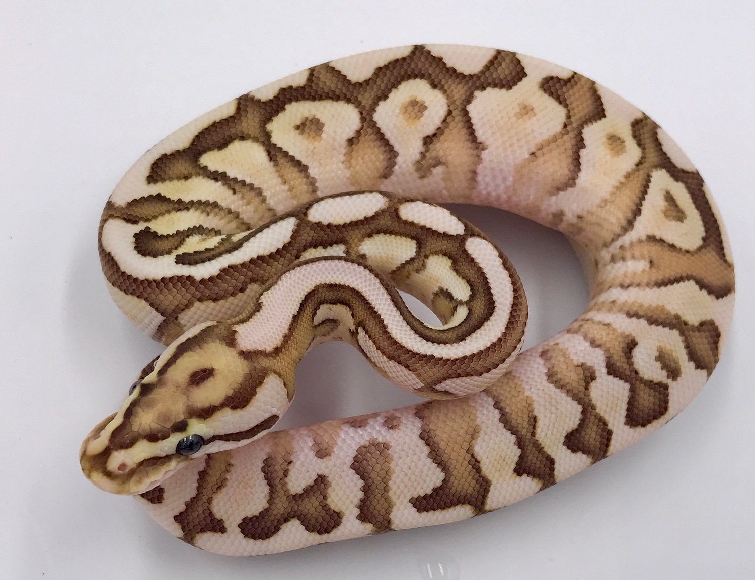 Lesser Spotnose Het Clown Poss Fire Ball Python by Wreck room snakes ...